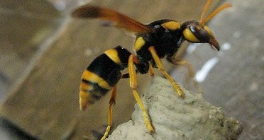 Waps-photo - Bailey Pest Control