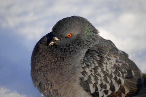 Pesky-pigeon - Bailey Pest Control